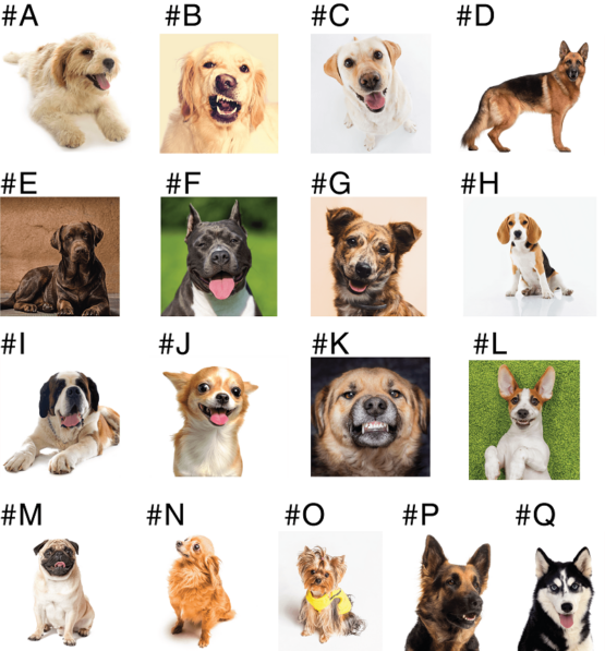 Koera silt #2 - sildid-kleebised.ee